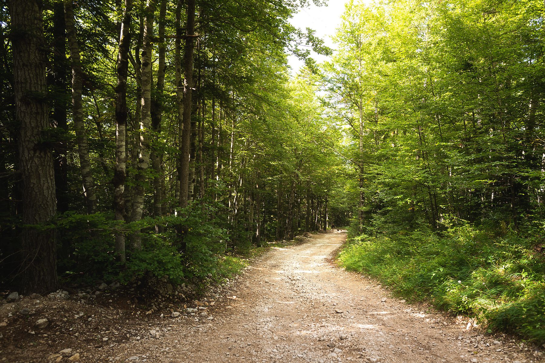Dominique Guillot, Photographe | Photos | null
